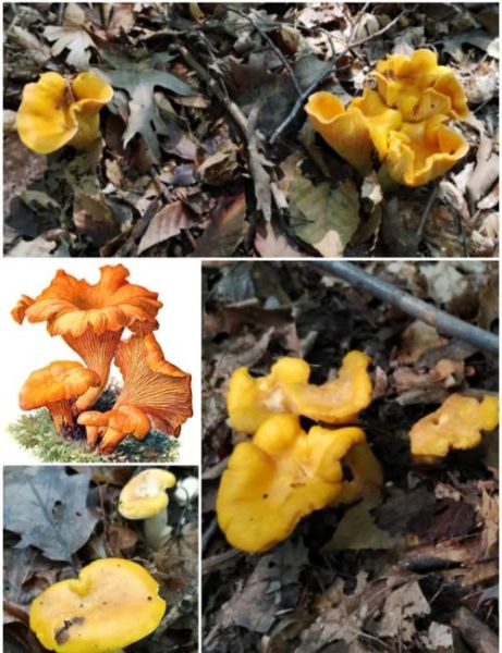 鸡油菌和榆黄菇的区别_哪个更好吃-第3张图片-山城妙识