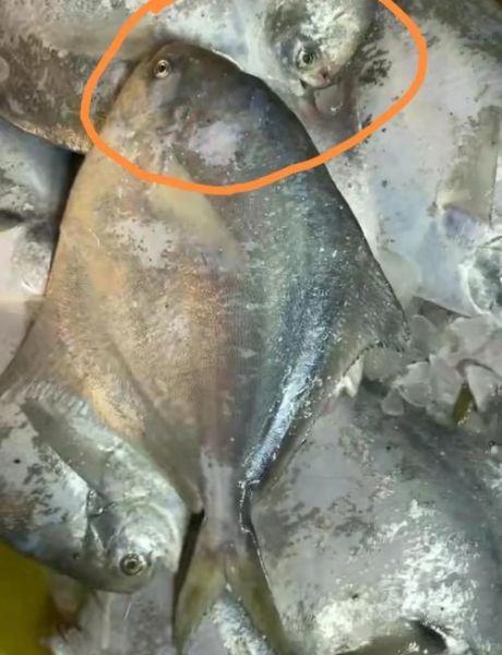 鲳鱼有鱼鳞吗_鲳鱼怎么去鳞最快-第1张图片-山城妙识