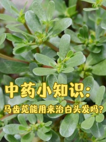 马齿苋治白头发有效吗_马齿苋治白头发怎么用-第1张图片-山城妙识