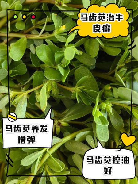 马齿苋治白头发有效吗_马齿苋治白头发怎么用-第2张图片-山城妙识