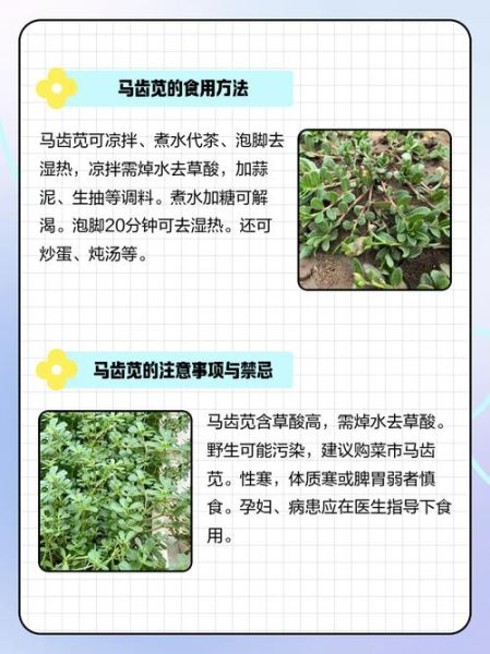 马齿苋治白头发有效吗_马齿苋治白头发怎么用-第3张图片-山城妙识