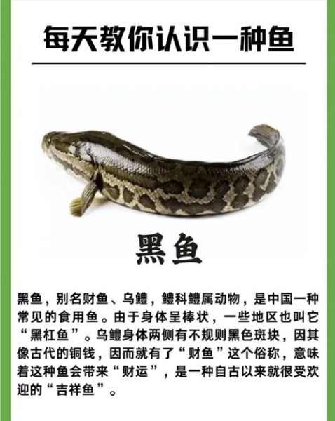 黑鱼价格多少钱一斤_黑鱼批发价和零售价区别-第1张图片-山城妙识 黑鱼价格多少钱一斤_黑鱼批发价和零售价区别-第1张图片-山城妙识