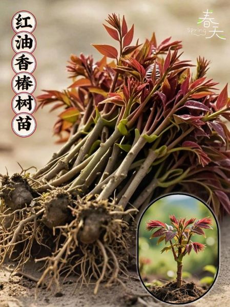 香椿树苗多少钱一棵_香椿树苗价格表-第2张图片-山城妙识 香椿树苗多少钱一棵_香椿树苗价格表-第2张图片-山城妙识