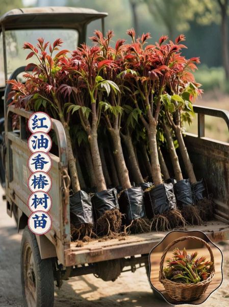 香椿树苗多少钱一棵_香椿树苗价格表-第1张图片-山城妙识 香椿树苗多少钱一棵_香椿树苗价格表-第1张图片-山城妙识