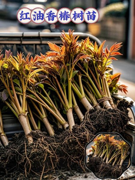 香椿树苗多少钱一棵_香椿树苗价格表-第3张图片-山城妙识 香椿树苗多少钱一棵_香椿树苗价格表-第3张图片-山城妙识