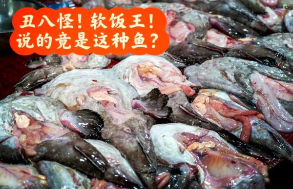 鮟鱇鱼怎么抓_鮟鱇鱼好吃吗-第2张图片-山城妙识 鮟鱇鱼怎么抓_鮟鱇鱼好吃吗-第2张图片-山城妙识