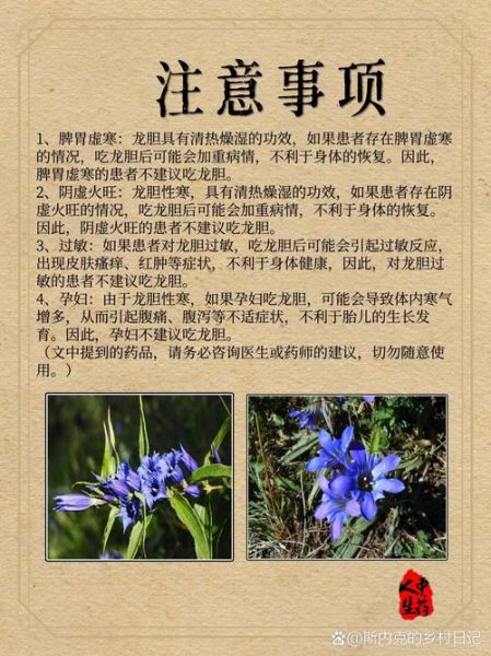 龙胆草的功效与作用_龙胆草的禁忌有哪些-第1张图片-山城妙识 龙胆草的功效与作用_龙胆草的禁忌有哪些-第1张图片-山城妙识