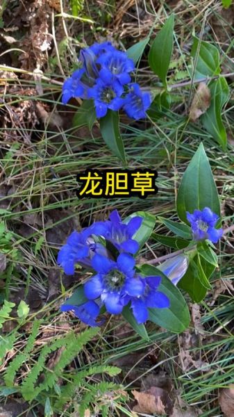 龙胆草的功效与作用_龙胆草的禁忌有哪些-第3张图片-山城妙识 龙胆草的功效与作用_龙胆草的禁忌有哪些-第3张图片-山城妙识