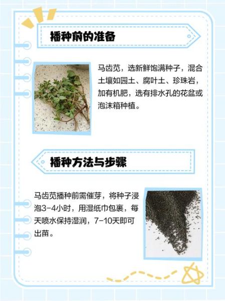 马牙豆怎么种_马牙豆种植时间和方法-第1张图片-山城妙识