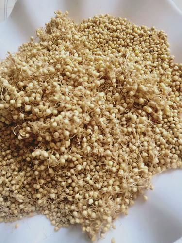 谷芽别名有哪些_谷芽与麦芽区别是什么-第2张图片-山城妙识 谷芽别名有哪些_谷芽与麦芽区别是什么-第2张图片-山城妙识