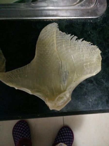 鱼翅种类区别图片_如何分辨真假鱼翅-第2张图片-山城妙识