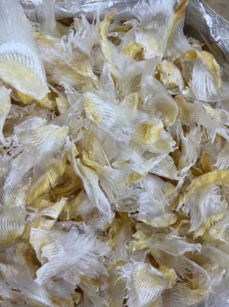 鱼翅种类区别图片_如何分辨真假鱼翅-第3张图片-山城妙识