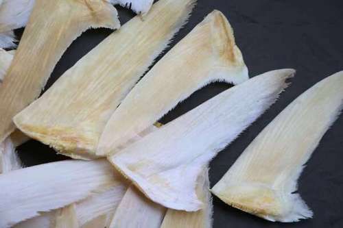 鱼翅种类区别图片_如何分辨真假鱼翅-第1张图片-山城妙识