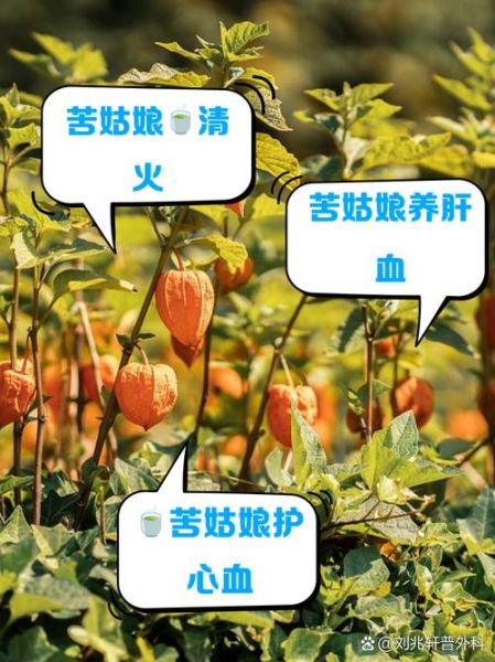 苦姑娘皮泡水喝的功效与作用_苦姑娘皮泡水喝的禁忌-第2张图片-山城妙识