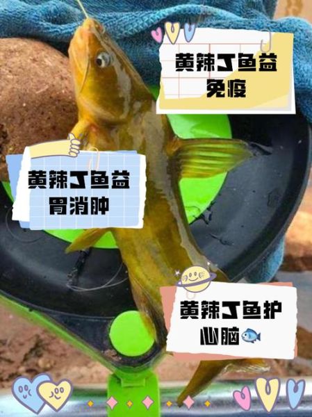 黄辣丁鱼的营养价值_黄辣丁鱼的功效与作用-第1张图片-山城妙识 黄辣丁鱼的营养价值_黄辣丁鱼的功效与作用-第1张图片-山城妙识