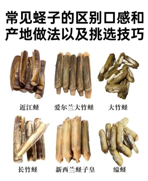 蛏子王是什么_蛏子王和竹蛏区别-第1张图片-山城妙识 蛏子王是什么_蛏子王和竹蛏区别-第1张图片-山城妙识