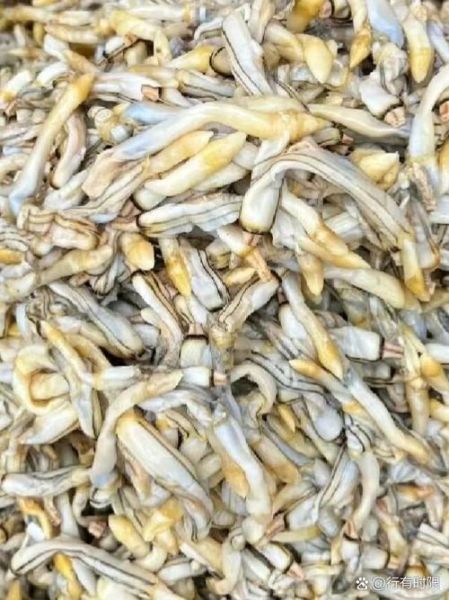 蛏子王是什么_蛏子王和竹蛏区别-第2张图片-山城妙识 蛏子王是什么_蛏子王和竹蛏区别-第2张图片-山城妙识