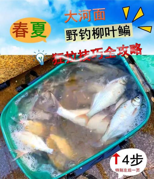 鳊鱼怎么钓_鳊鱼吃什么饵料-第2张图片-山城妙识 鳊鱼怎么钓_鳊鱼吃什么饵料-第2张图片-山城妙识