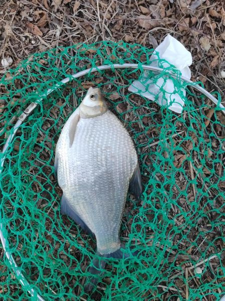 鳊鱼怎么钓_鳊鱼吃什么饵料-第3张图片-山城妙识 鳊鱼怎么钓_鳊鱼吃什么饵料-第3张图片-山城妙识