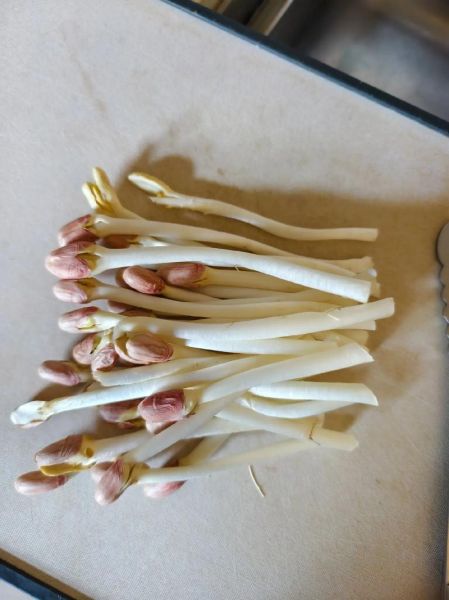 炒花生芽怎么炒好吃_花生芽炒前要不要焯水-第2张图片-山城妙识 炒花生芽怎么炒好吃_花生芽炒前要不要焯水-第2张图片-山城妙识