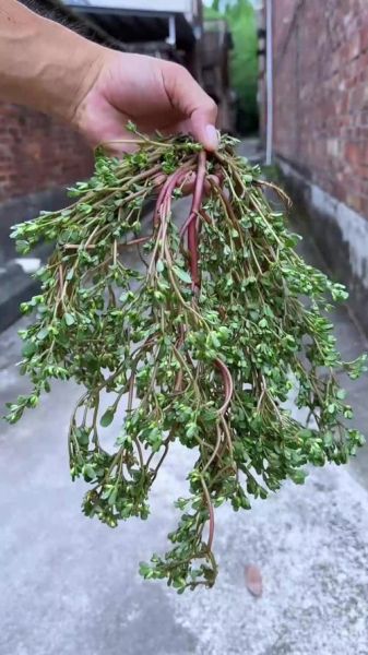 马子菜图片长什么样_马子菜的功效与作用有哪些-第1张图片-山城妙识 马子菜图片长什么样_马子菜的功效与作用有哪些-第1张图片-山城妙识