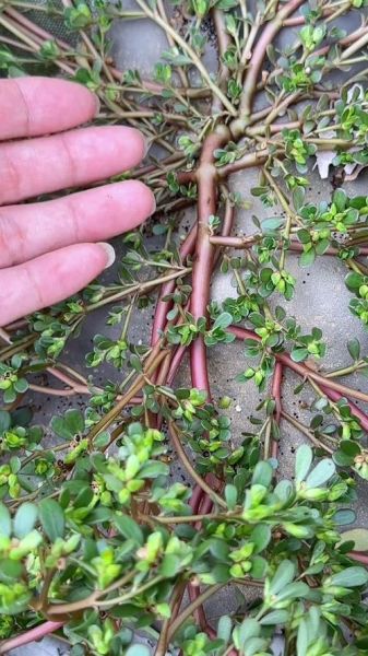 马子菜图片长什么样_马子菜的功效与作用有哪些-第3张图片-山城妙识 马子菜图片长什么样_马子菜的功效与作用有哪些-第3张图片-山城妙识