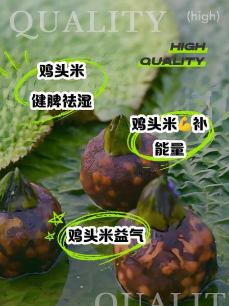 鸡头米的功效与作用_鸡头米怎么吃最养脾胃-第1张图片-山城妙识 鸡头米的功效与作用_鸡头米怎么吃最养脾胃-第1张图片-山城妙识