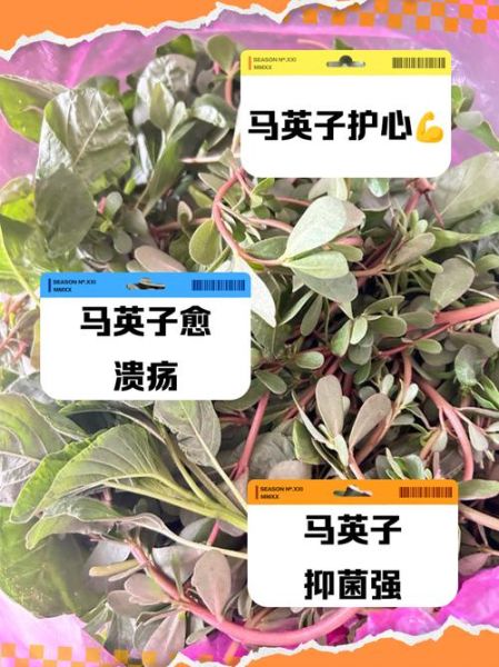 马子菜图片长什么样_马子菜的功效与作用有哪些-第2张图片-山城妙识 马子菜图片长什么样_马子菜的功效与作用有哪些-第2张图片-山城妙识