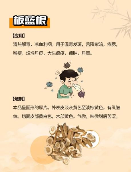 长期喝板蓝根的后果_板蓝根能天天喝吗-第1张图片-山城妙识 长期喝板蓝根的后果_板蓝根能天天喝吗-第1张图片-山城妙识