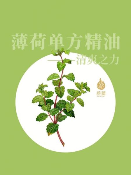 薄荷精油多少钱一瓶_薄荷精油价格影响因素-第3张图片-山城妙识 薄荷精油多少钱一瓶_薄荷精油价格影响因素-第3张图片-山城妙识