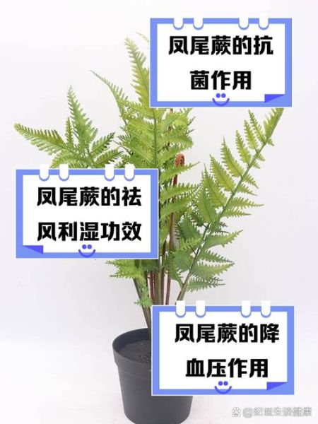 野蕨菜的功效与作用_野蕨菜的危害有哪些-第1张图片-山城妙识