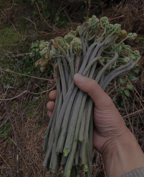 野蕨菜的功效与作用_野蕨菜的危害有哪些-第2张图片-山城妙识