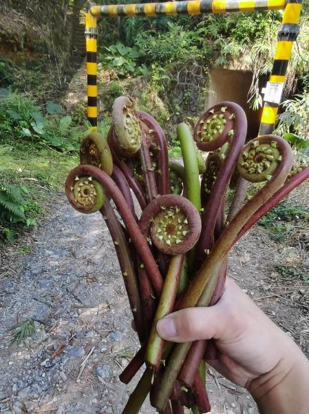 野蕨菜的功效与作用_野蕨菜的危害有哪些-第3张图片-山城妙识