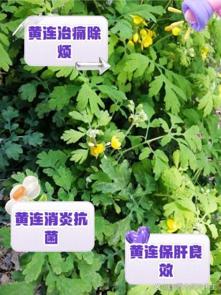 黄连的功效与作用_黄连主治哪些疾病-第1张图片-山城妙识