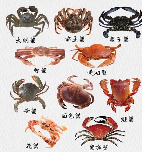 螃蟹种类有哪些_如何区分常见蟹类-第2张图片-山城妙识 螃蟹种类有哪些_如何区分常见蟹类-第2张图片-山城妙识