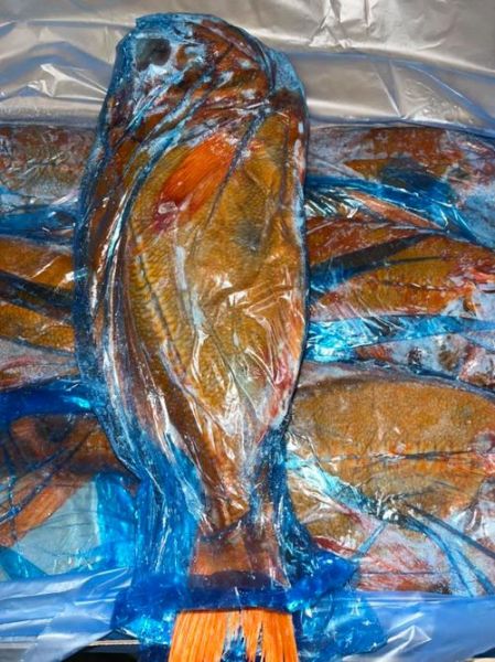 长寿鱼多少钱一斤青岛_青岛哪里买长寿鱼便宜-第1张图片-山城妙识 长寿鱼多少钱一斤青岛_青岛哪里买长寿鱼便宜-第1张图片-山城妙识