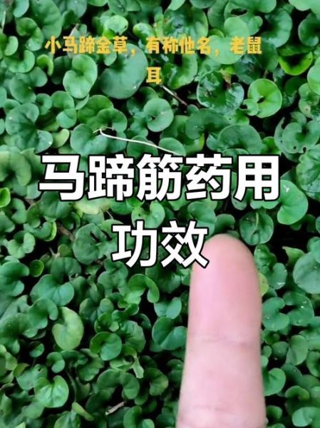 马蹄筋的功效与作用_马蹄筋怎么做最好吃-第1张图片-山城妙识 马蹄筋的功效与作用_马蹄筋怎么做最好吃-第1张图片-山城妙识
