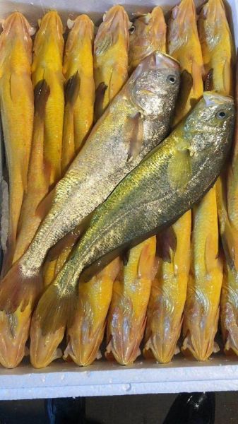 黄花鱼多少钱一斤2021_2021年黄花鱼价格行情-第1张图片-山城妙识 黄花鱼多少钱一斤2021_2021年黄花鱼价格行情-第1张图片-山城妙识