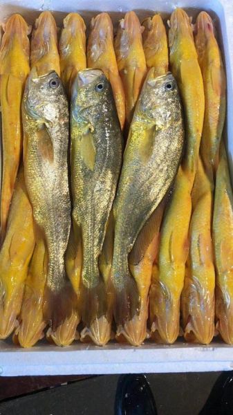 黄花鱼多少钱一斤2021_2021年黄花鱼价格行情-第3张图片-山城妙识 黄花鱼多少钱一斤2021_2021年黄花鱼价格行情-第3张图片-山城妙识