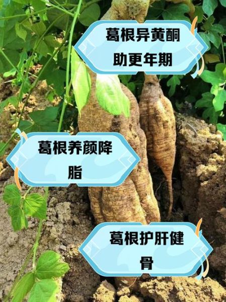 葛根的功效与作用有哪些_葛根的害处和禁忌是什么-第2张图片-山城妙识 葛根的功效与作用有哪些_葛根的害处和禁忌是什么-第2张图片-山城妙识