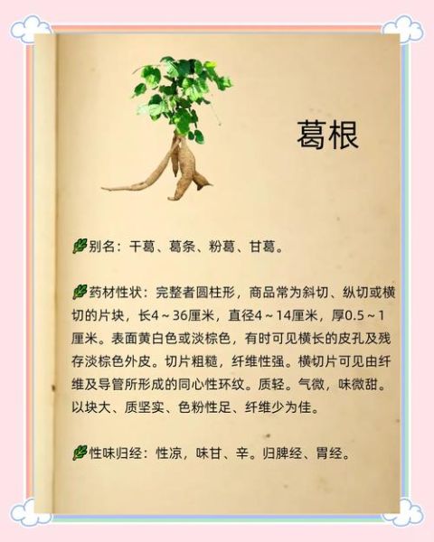 葛根的功效与作用有哪些_葛根的害处和禁忌是什么-第1张图片-山城妙识 葛根的功效与作用有哪些_葛根的害处和禁忌是什么-第1张图片-山城妙识