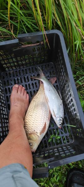 黄金鲫鱼一年能长多大_黄金鲫鱼一年能长几斤-第1张图片-山城妙识