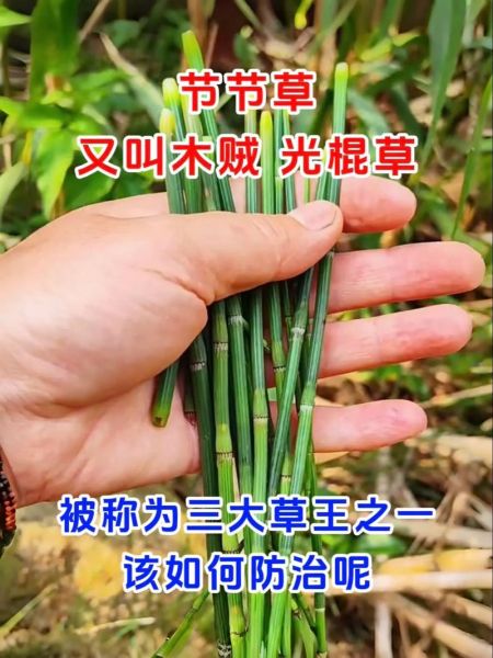 节节草图片长什么样_节节草的功效与作用-第1张图片-山城妙识 节节草图片长什么样_节节草的功效与作用-第1张图片-山城妙识