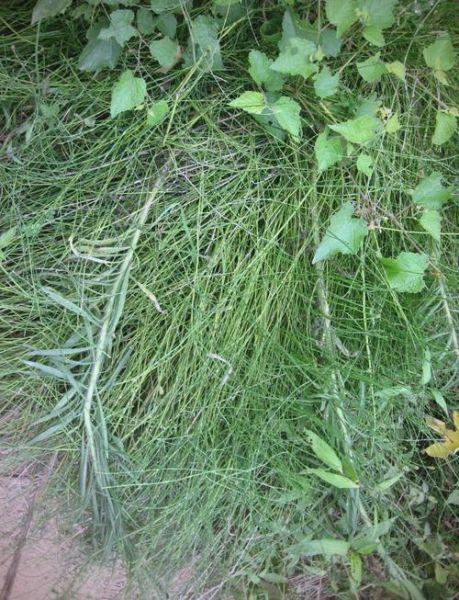 节节草图片长什么样_节节草的功效与作用-第3张图片-山城妙识 节节草图片长什么样_节节草的功效与作用-第3张图片-山城妙识