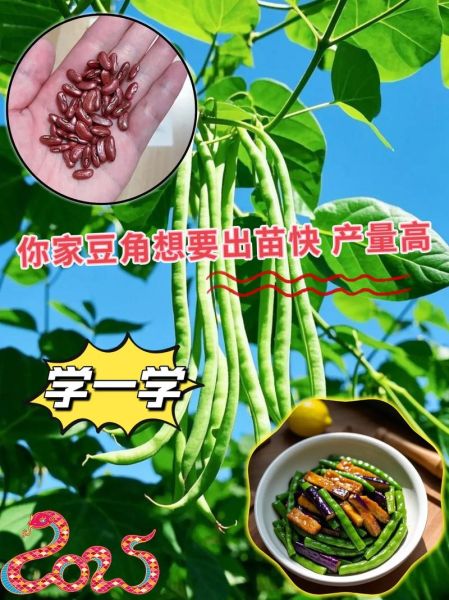 长豇豆怎么做好吃_长豇豆种植时间和方法-第1张图片-山城妙识 长豇豆怎么做好吃_长豇豆种植时间和方法-第1张图片-山城妙识