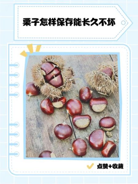 鲜栗子怎么保存时间长_鲜栗子可以放冰箱吗-第2张图片-山城妙识