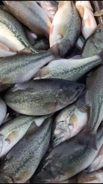 鳊鱼多少钱一斤_鳊鱼价格走势如何-第3张图片-山城妙识 鳊鱼多少钱一斤_鳊鱼价格走势如何-第3张图片-山城妙识