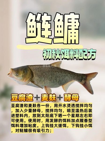 鲢鳙鱼怎么钓_鲢鳙鱼用什么饵料最好-第1张图片-山城妙识