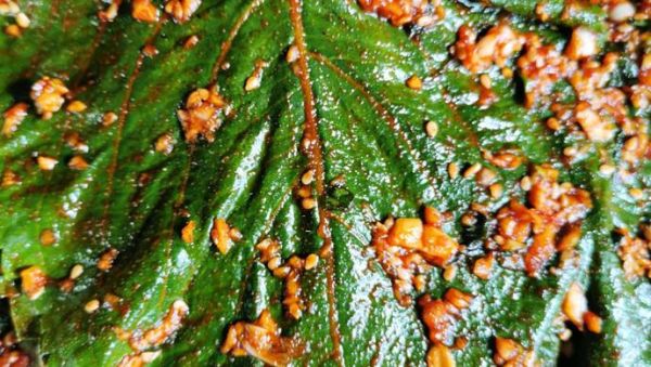 苏子叶怎么腌制好吃_苏子叶的做法大全-第1张图片-山城妙识