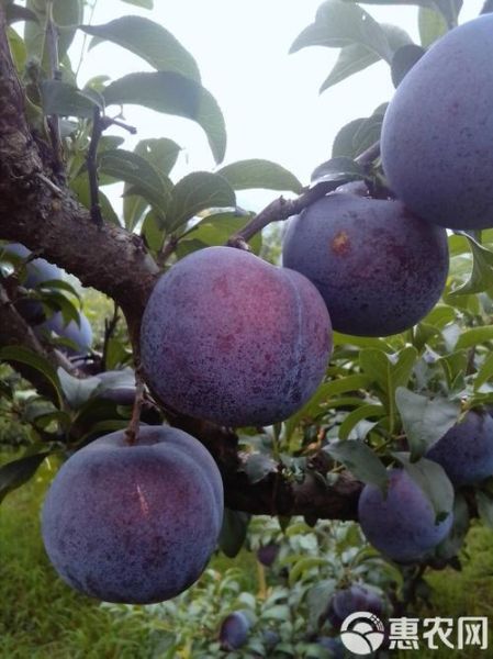 黑布林的功效与禁忌_孕妇能吃吗-第3张图片-山城妙识 黑布林的功效与禁忌_孕妇能吃吗-第3张图片-山城妙识